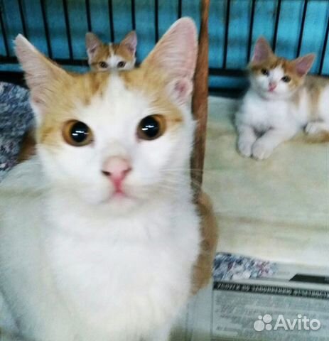 Котятам очень нужен дом, им некуда идти