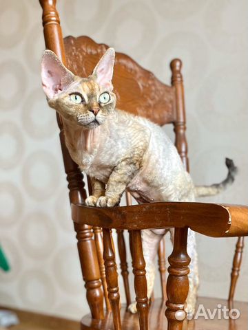 Девон-рекс Кошечка Фея