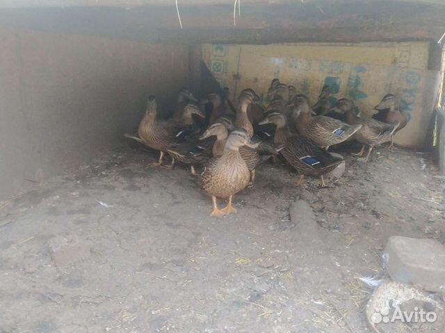 Подсадные утки