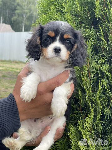 Кавалер кинг чарльз спаниель