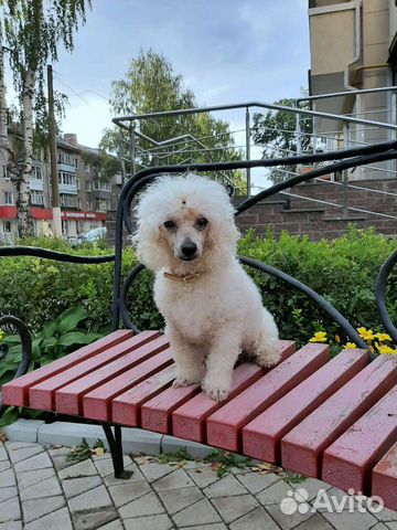 Белый той пудель кукольная девочка