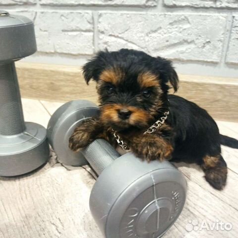 Продаем сыночков и лапочку дочку