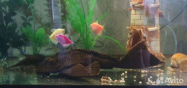 Аквариумный сом 25 см