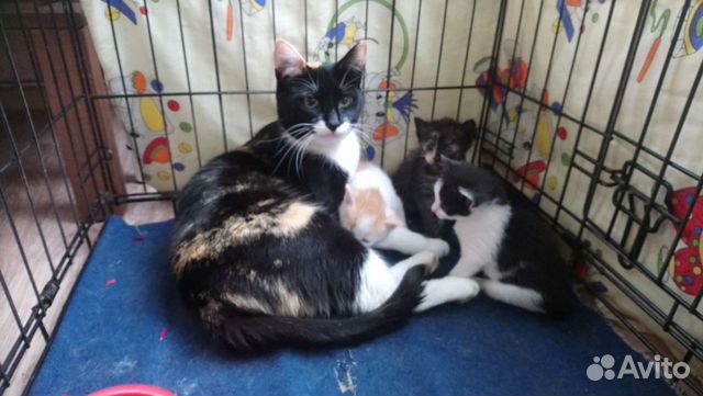 Котята в добрые руки. 5 замечательных девочек и 2