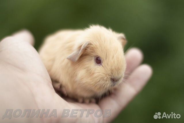 Мальчик английский селф кремовый