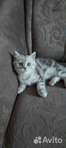 Кот шотландец мраморного окраса