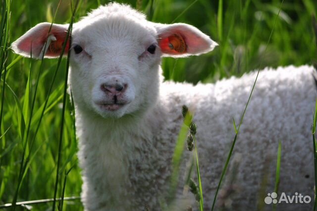 Овцы бараны ягнята