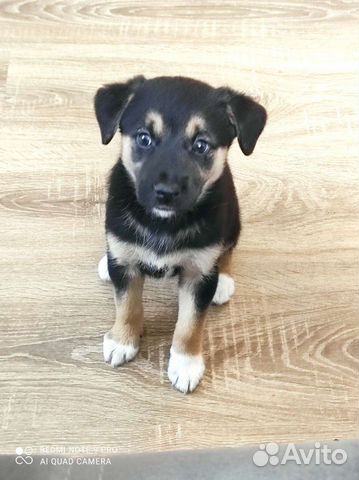 Восточноевропейская овчарка