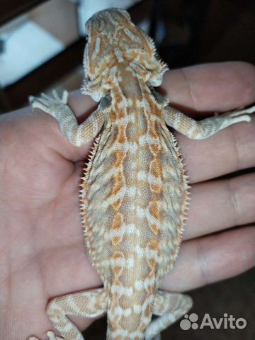 Бородатая агама