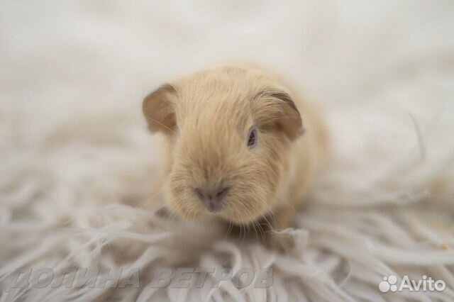 Кремовый мальчик морская свинка английский селф