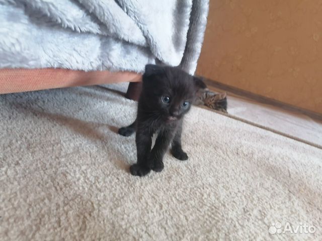 Шотландские котята
