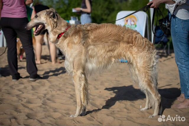 Русская борзая ищет хозяина