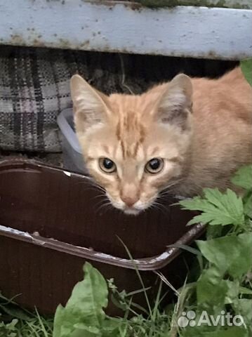 Рыжий котенок