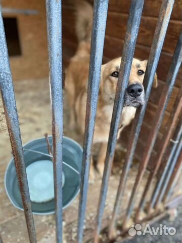 Добрая красивая собака Лиза мечтает о доме