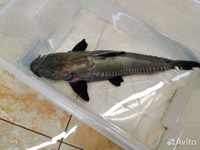 Oxydoras (Pseudodoras) niger 60см