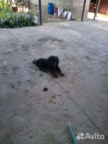 Щенок двухмесячный