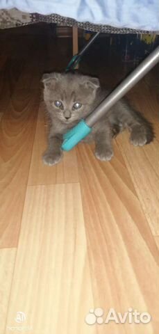 Котята от британской кошки