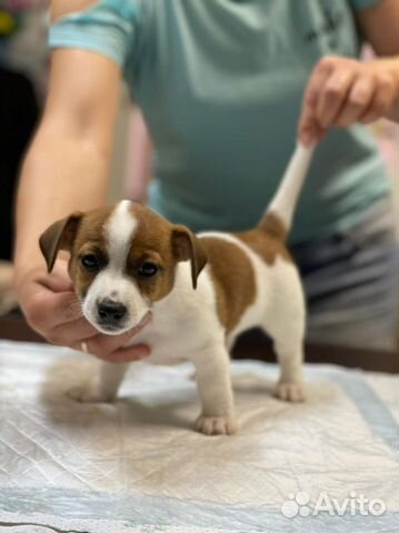 Щенки джек Рассел терьер