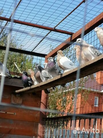 Голуби бойные