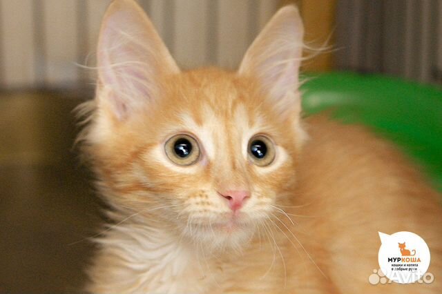 Томби апельсиново-солнечный зайчик, позитивный ма