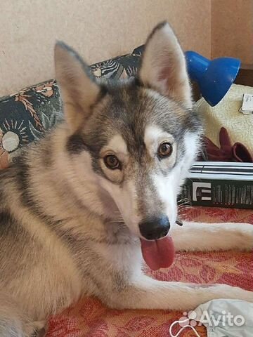 Лайка в добрые руки