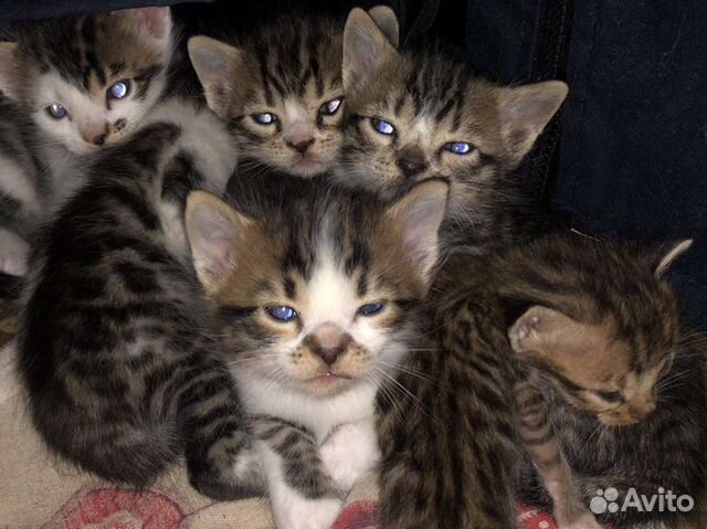 Бенгальские котята