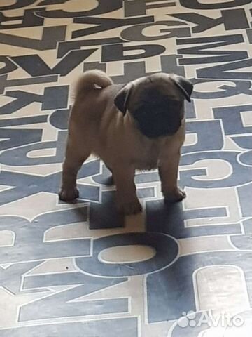 Щенки мопса