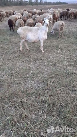 Гисарская матка