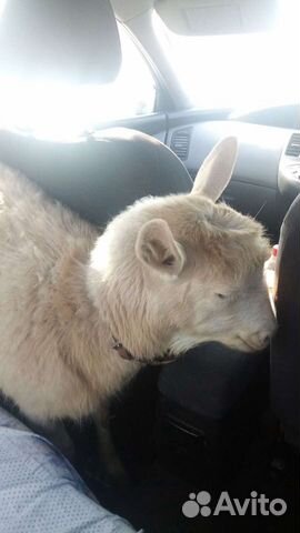 Коза дойная молочная