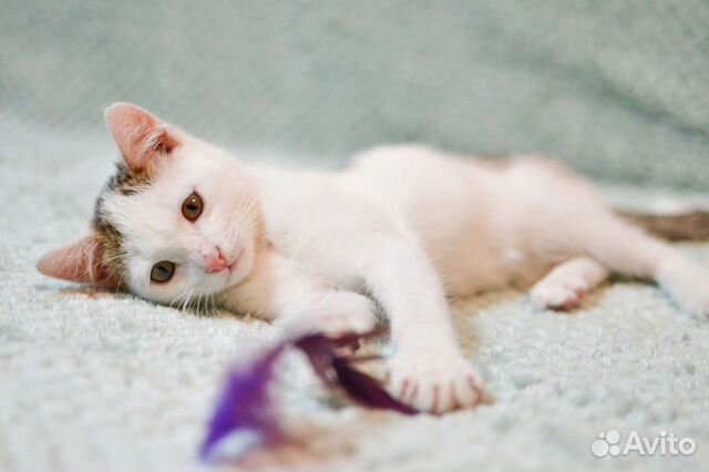 Котенок в дар