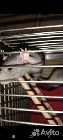 Девочка Дамбо