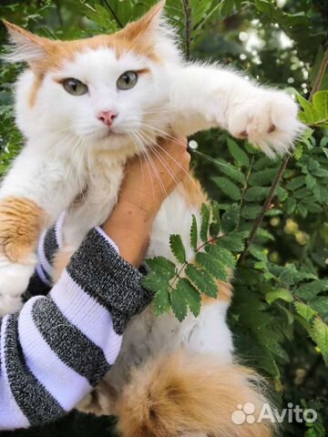 В добрые руки