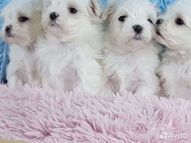 Мальтезе очаровательные щенки