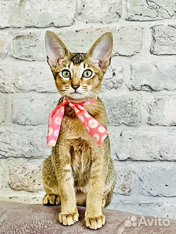 Абиссинские котята