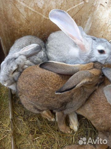 Продам кроликов