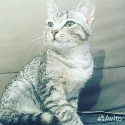 Котик