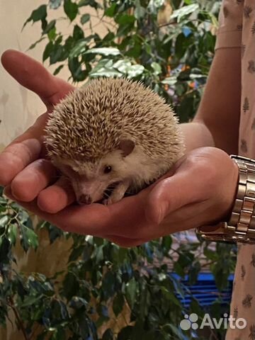 Африканский карликовый ежик