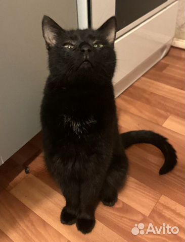 Котик в добрые руки