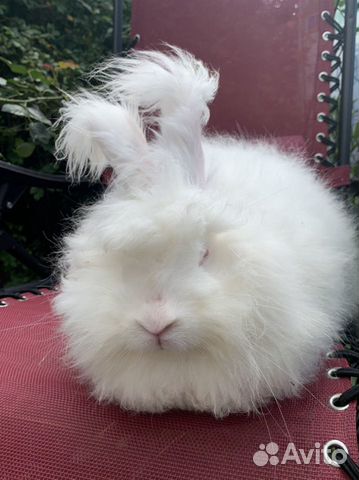 Кролики породы немецкая ангора