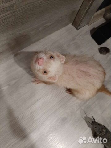 Хорек с клеткой