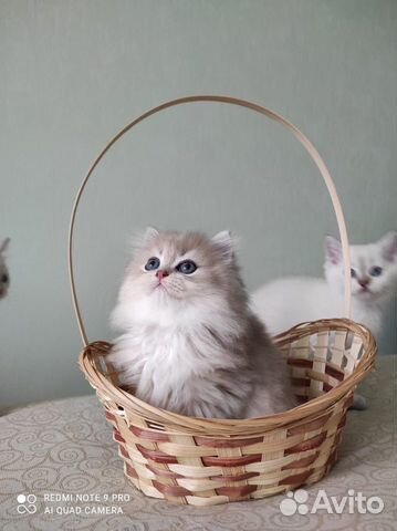 Британские котенок