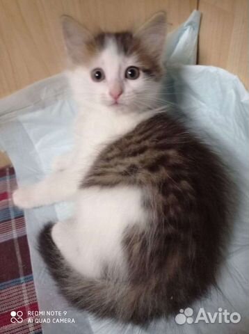 Котенок,мальчик