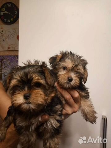 Йоркширский терьер щенки
