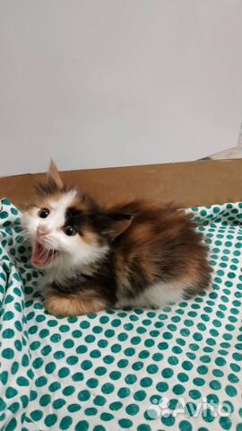 Отдадим котенка