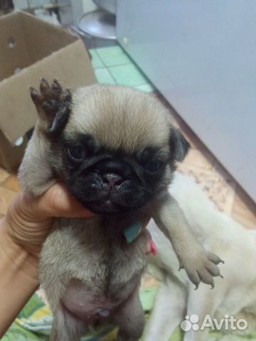 Щенки мопса