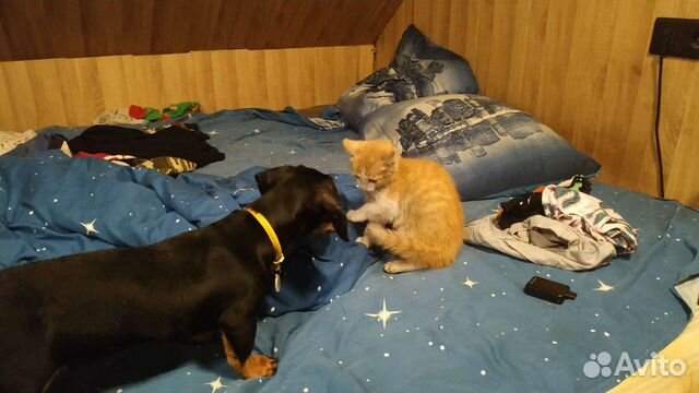 Котенок в добые руки
