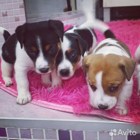 Очень классные, чистокровные малыши джек рассел те