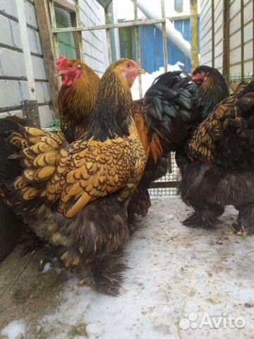 Куры петухи