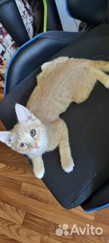 Рыжий котенок мальчик