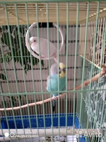 Попугай волнистый пара